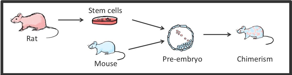 صباح الخير جميعاً ️ من كم يوم قرينا سوى عن قصة Long اللي اكتشفو ان عنده ...