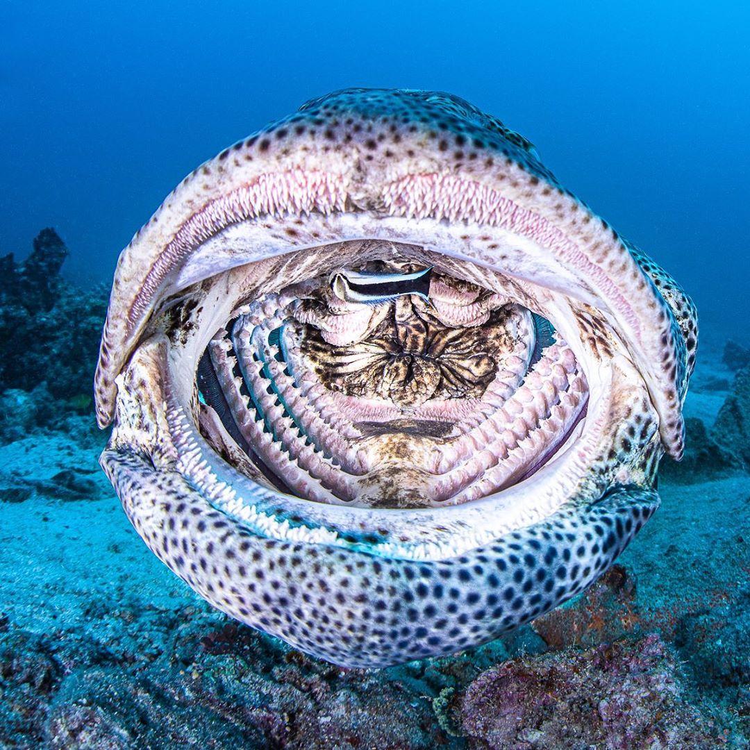 A Photo Of A Fish Inside Fish Mouth