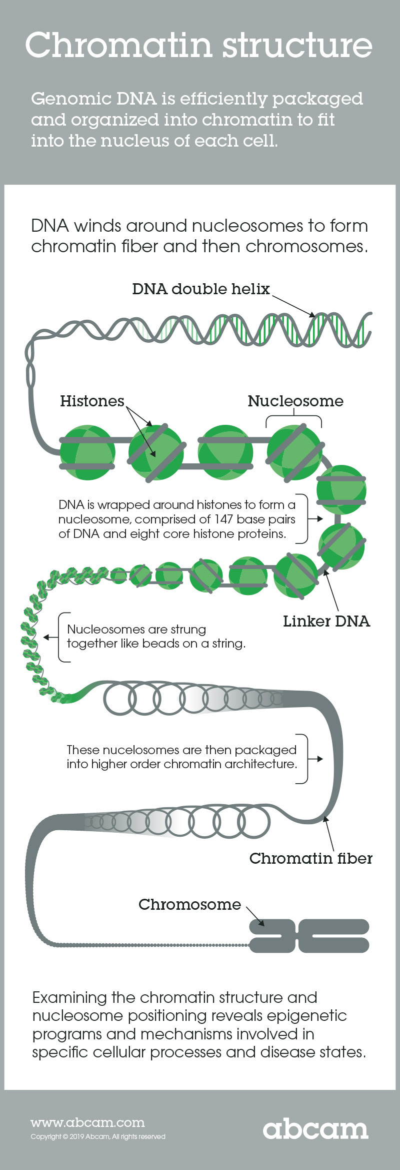 Chromatin Structure