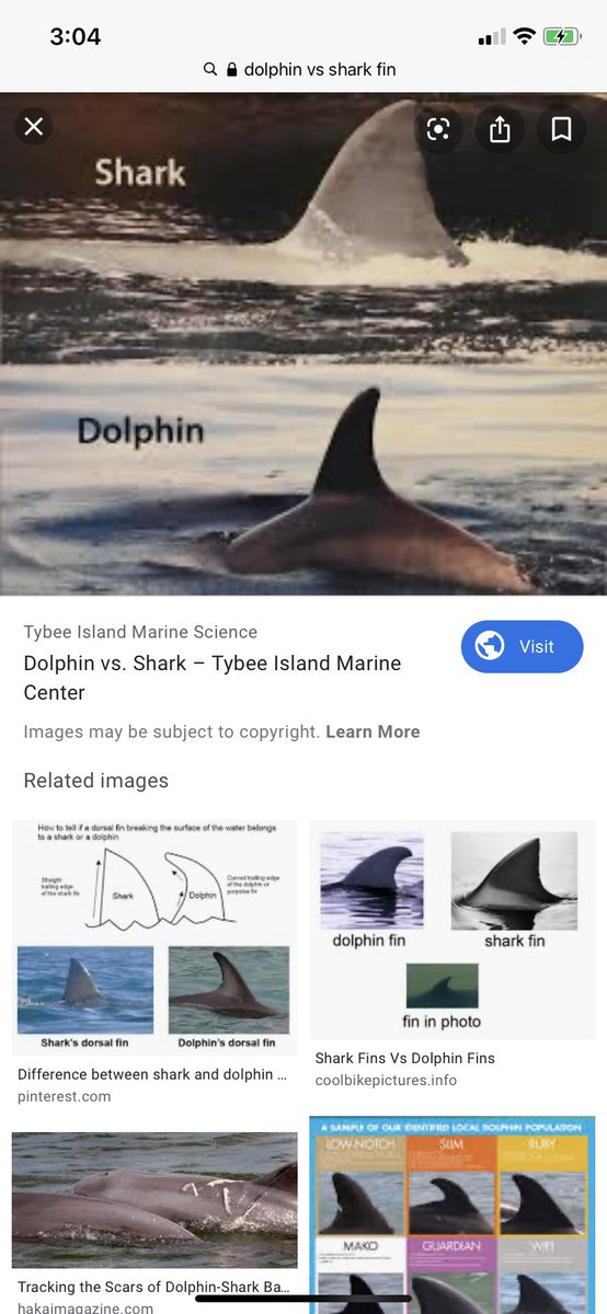Shark Vs Dolphin Fin