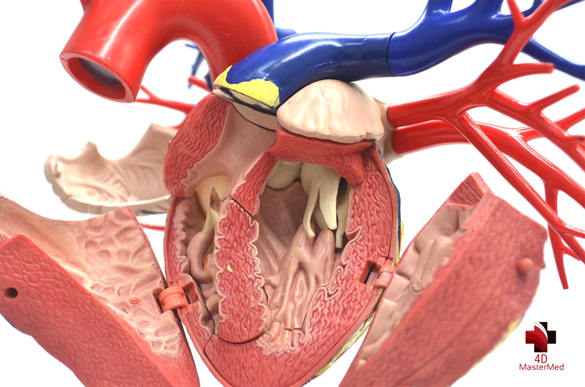 4D Master Med - Master Import (@4dmastermed) | Twitter