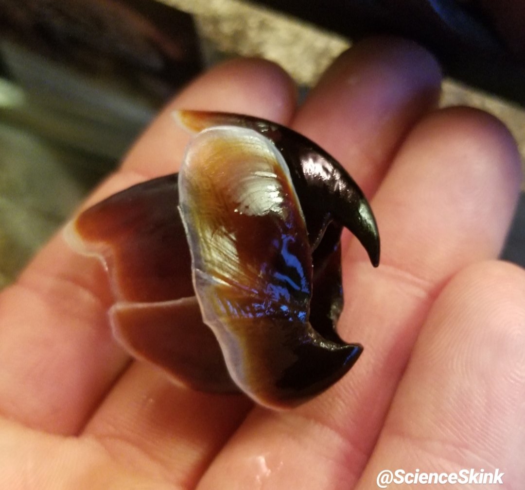 Dissected Sepia Officinalis