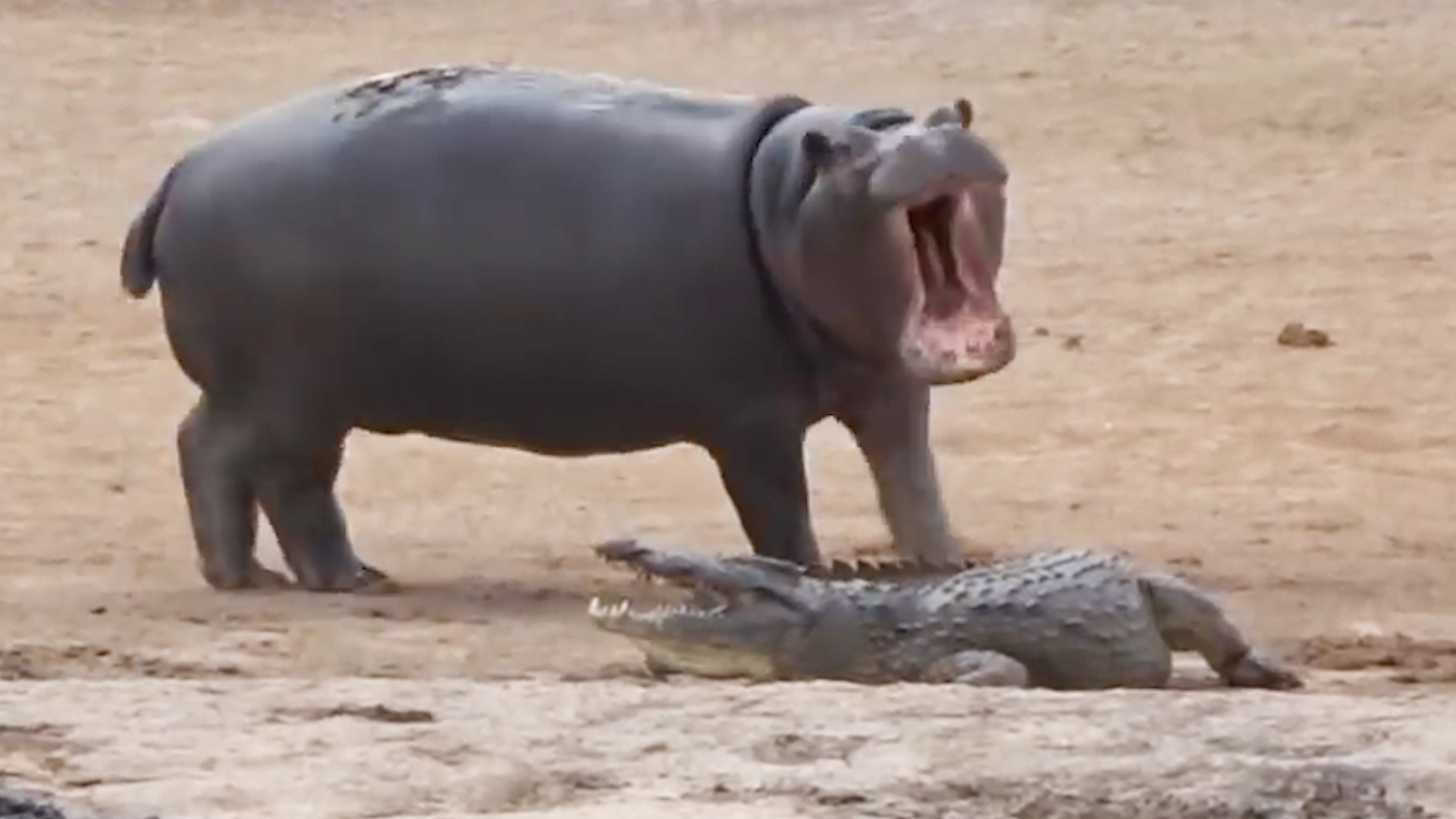 Hippo Attacks Crocodile