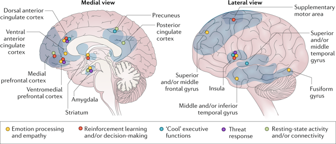 Fmri Amygdala