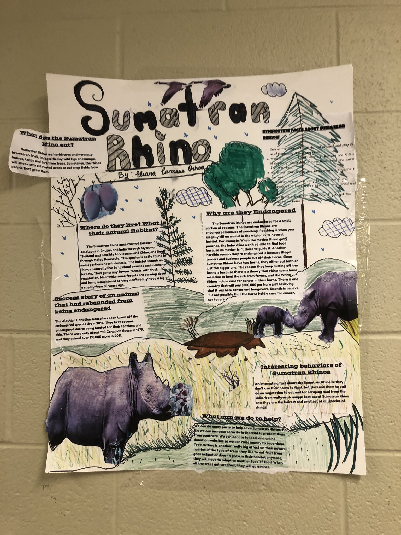 Endangered Species Poster