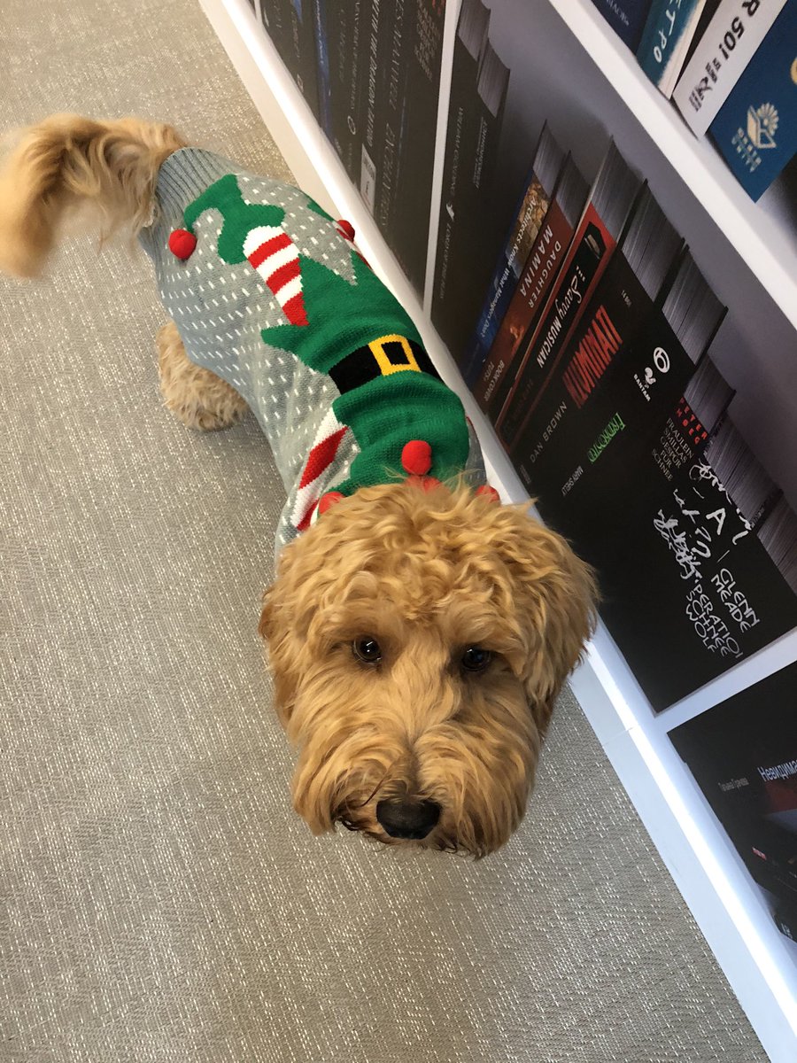 What Kind Of Dog Is Selly The Goldendoodle
