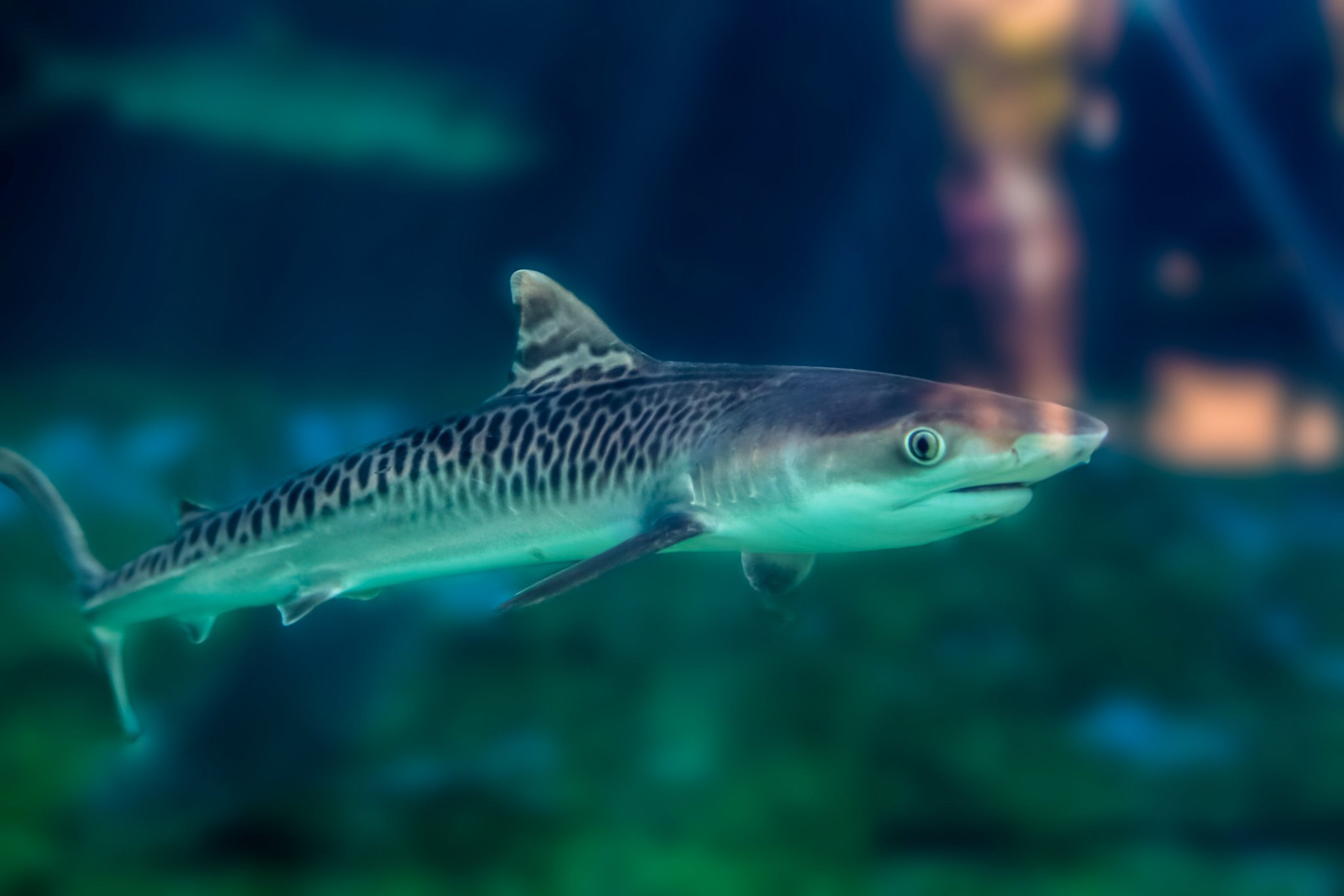 Baby Tiger Shark