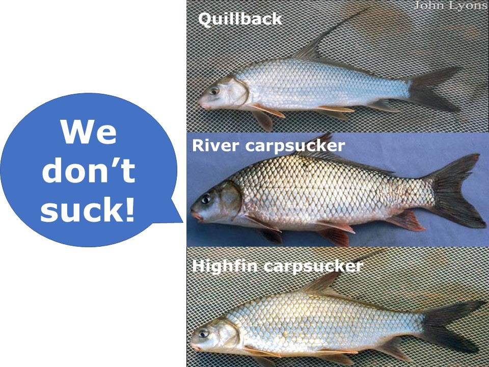 River Carpsucker