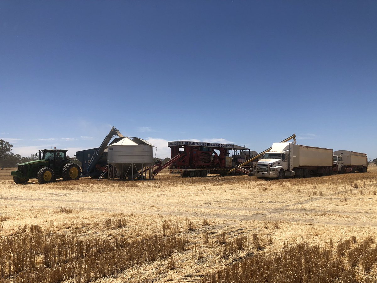 Luke Maffescioni Seed Grading @GradingLuke X Profile | Muskviewer