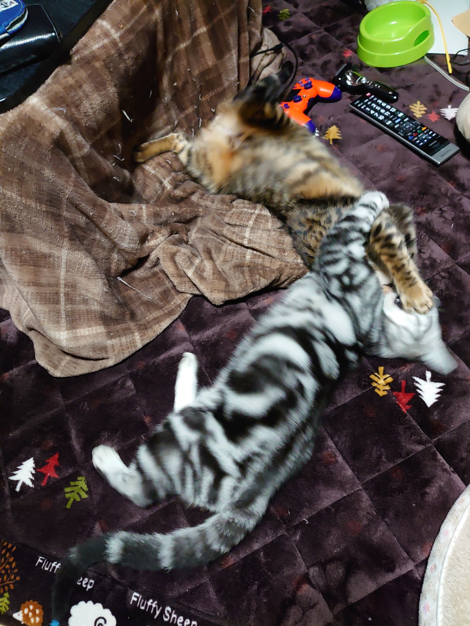 あお/猫垢🐱 on Twitter: "珍しくレオがお腹見せてるパターン。 #いつもの喧嘩…