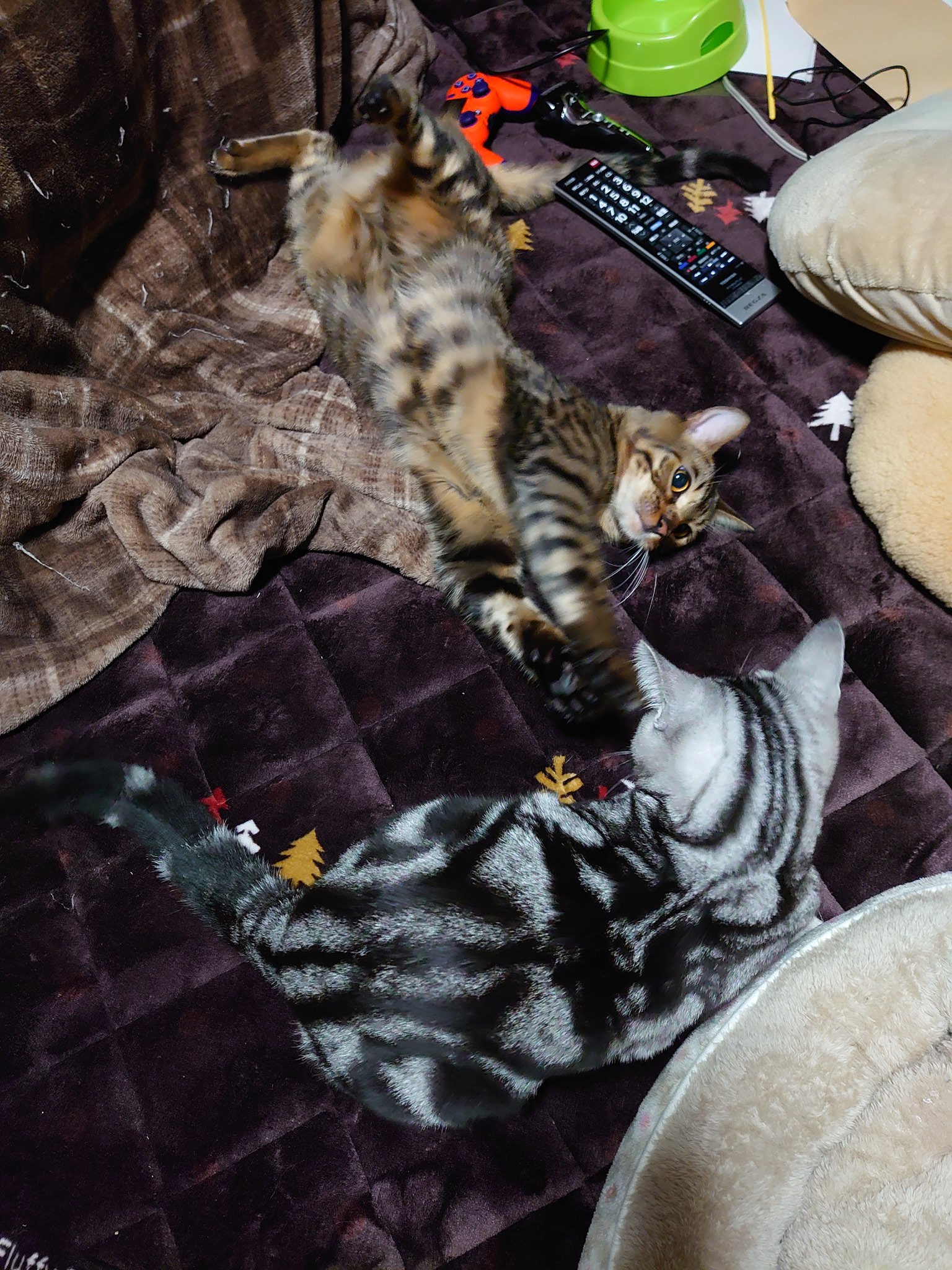 あお/猫垢🐱 on Twitter: "珍しくレオがお腹見せてるパターン。 #いつもの喧嘩…