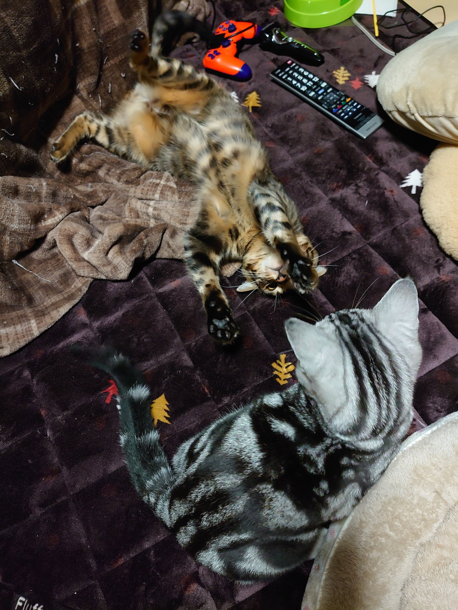 あお/猫垢🐱 on Twitter: "珍しくレオがお腹見せてるパターン。 #いつもの喧嘩…