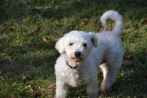 Are Bichon Frise Hunting Dogs