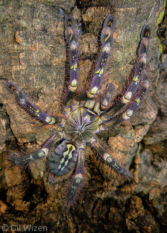 Poecilotheria Subfusca Highland