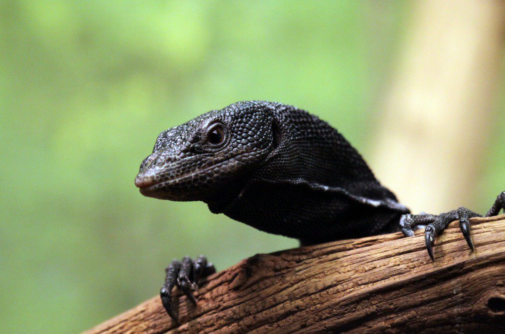 Black Tree Monitor