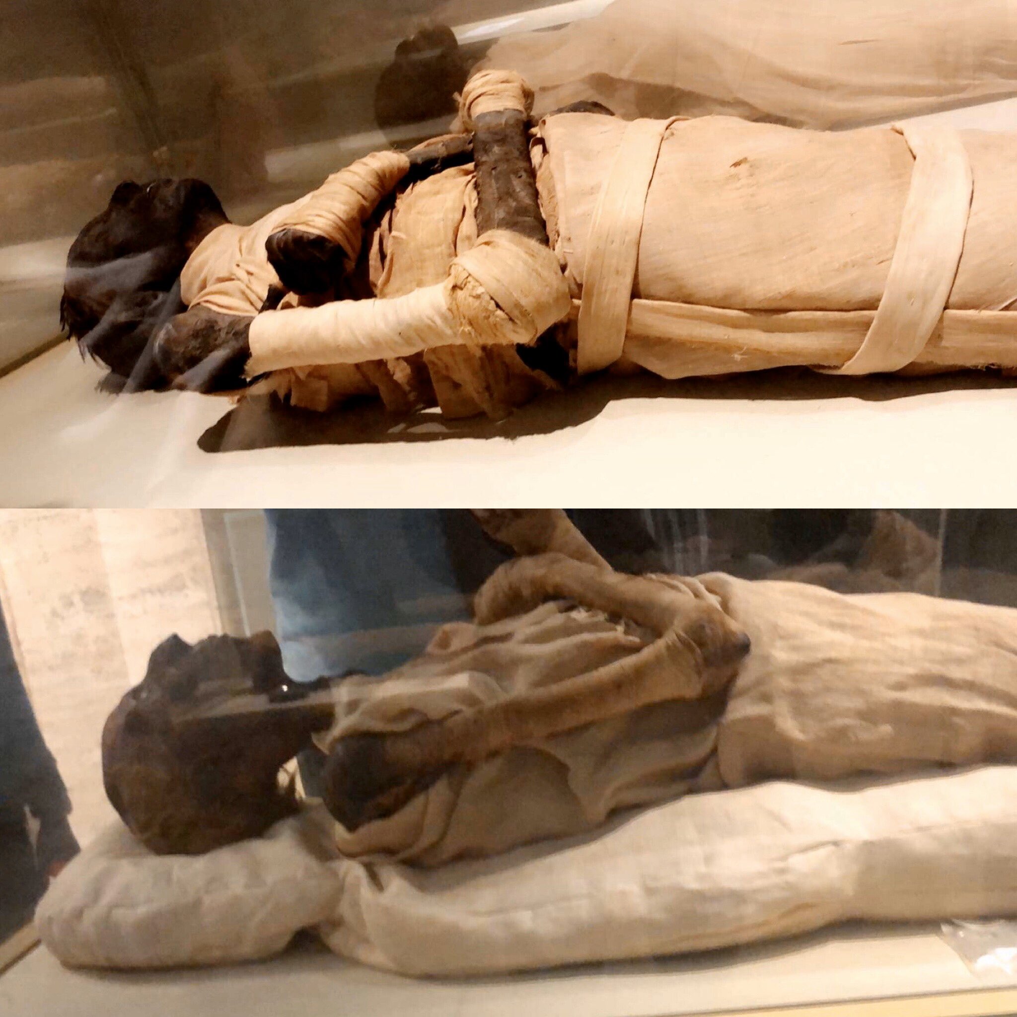 Egypt Mummy Firon