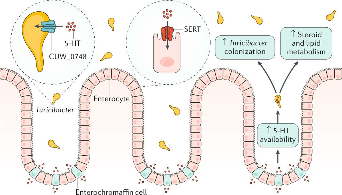 Nature Reviews Gastroenterology And Hepatology On Twitter January Issue