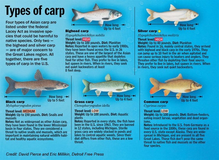 Types Of Carp