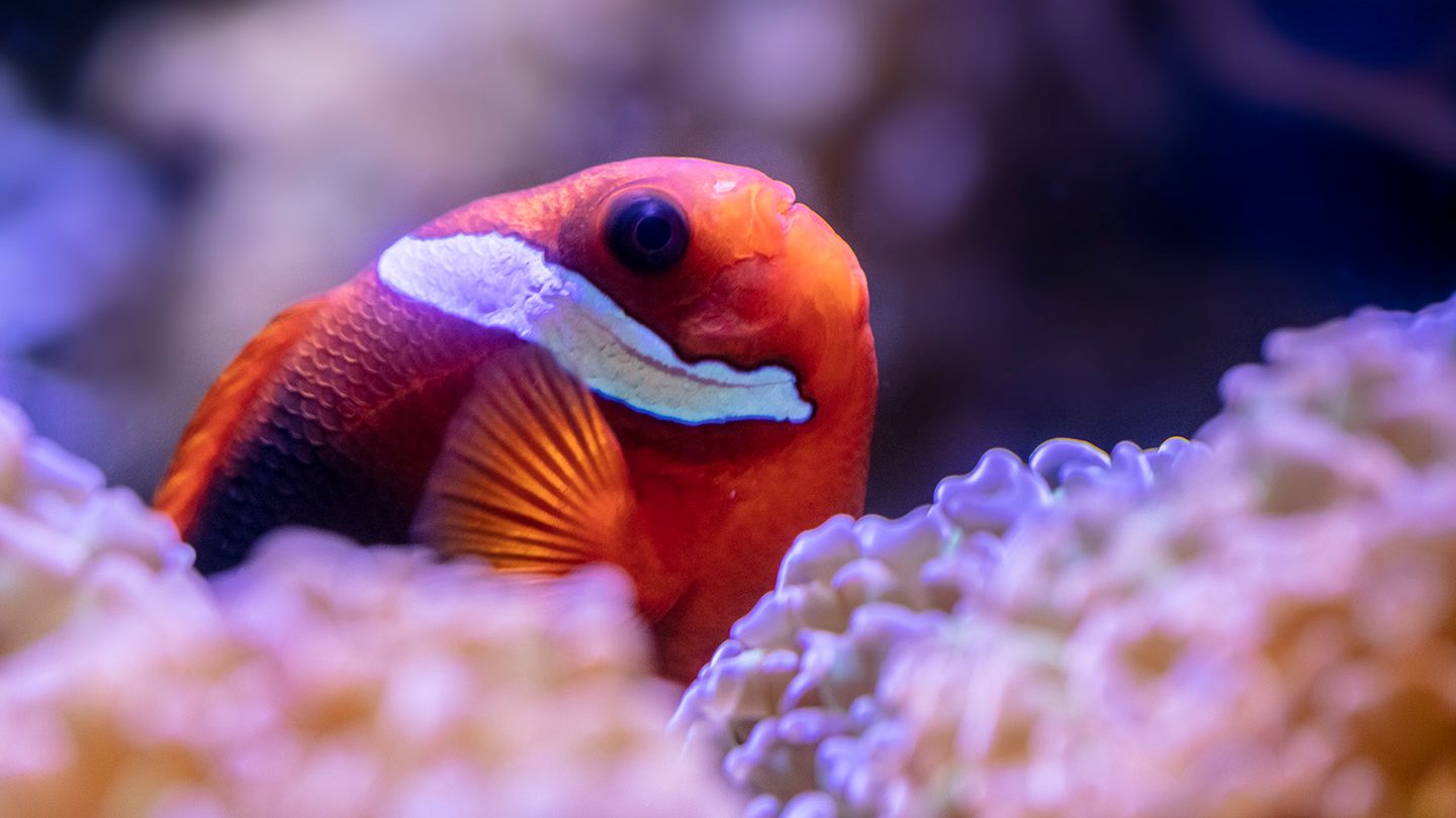 Cinnamon Clownfish