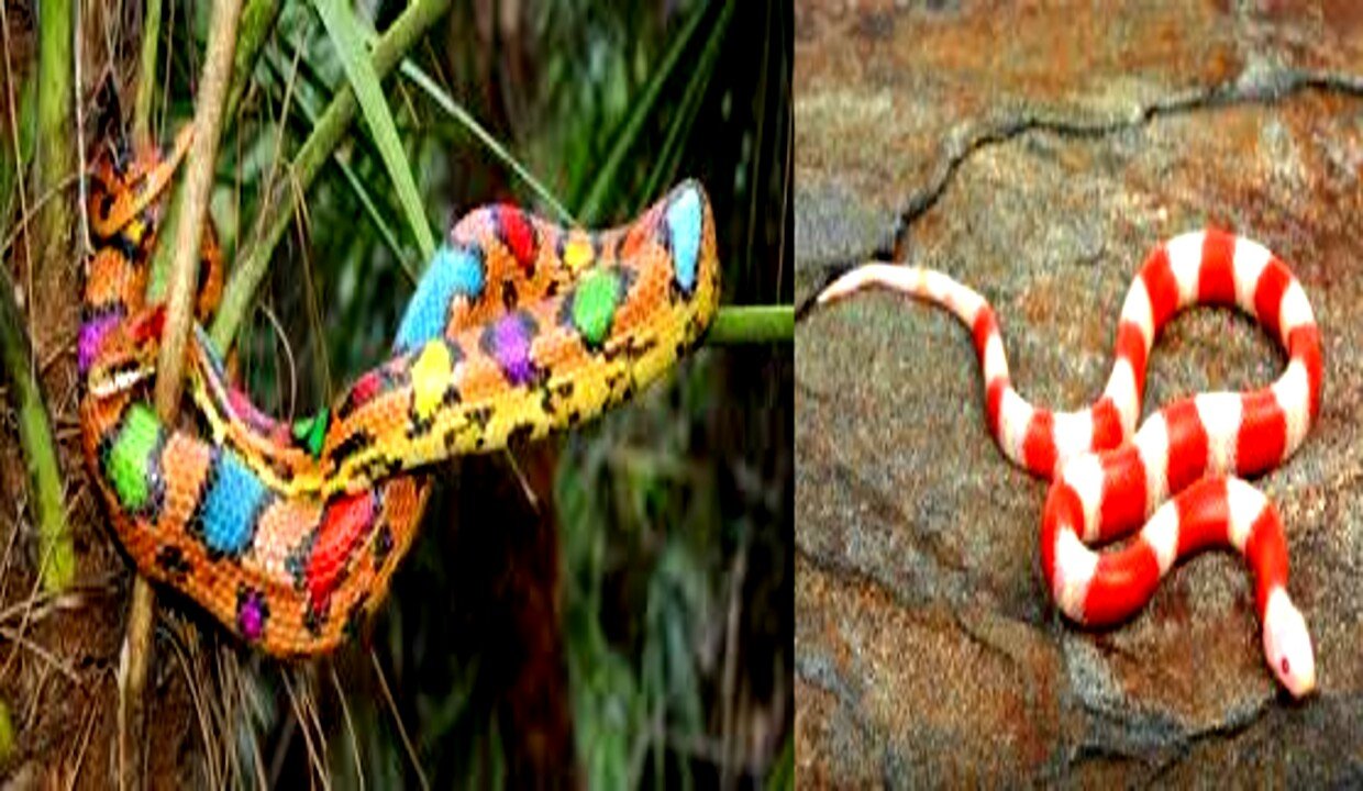 Most Colorful Snake In The World