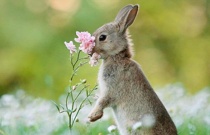 Bunny Smelling Flower