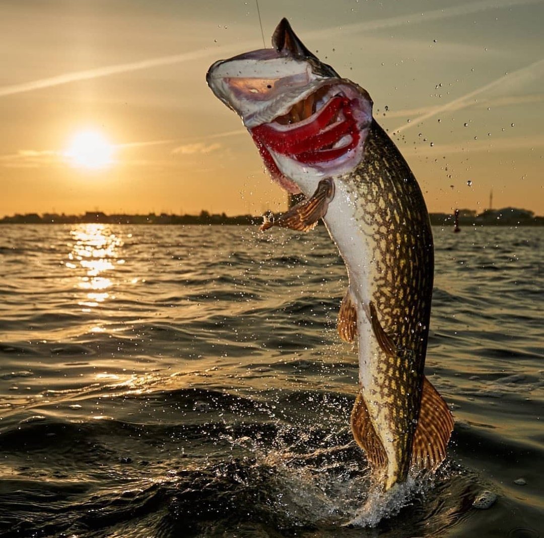 Northern Pike Wallpaper