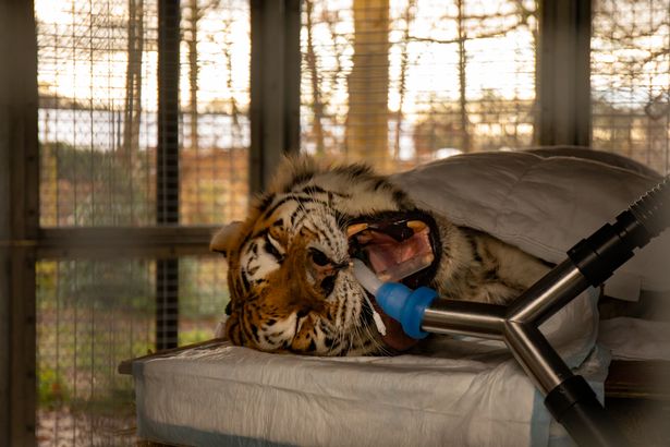 Giant Siberian tiger undergoes root canal surgery to have four-inch ...