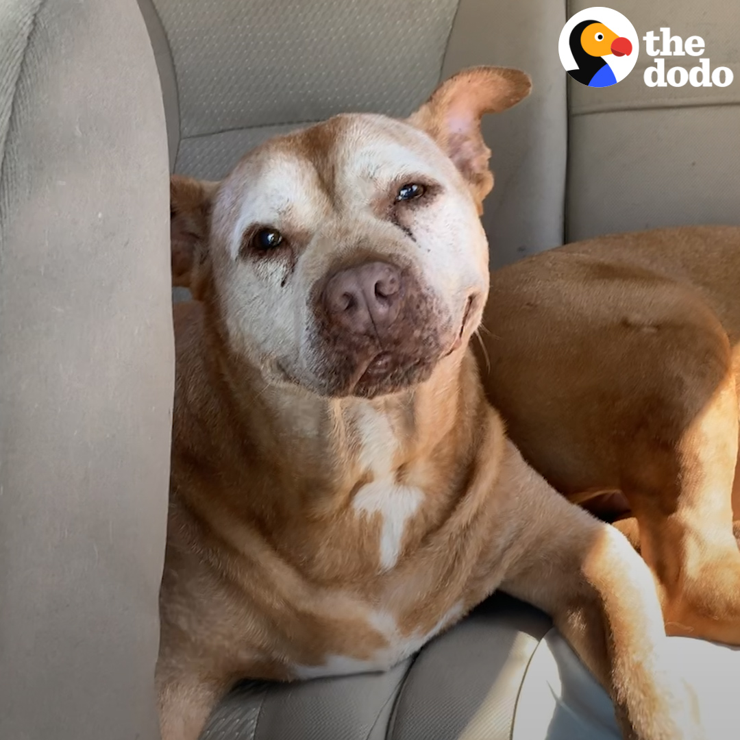This 18-year-old pittie has the sweetest smile ? | The Dodo | Scoopnest