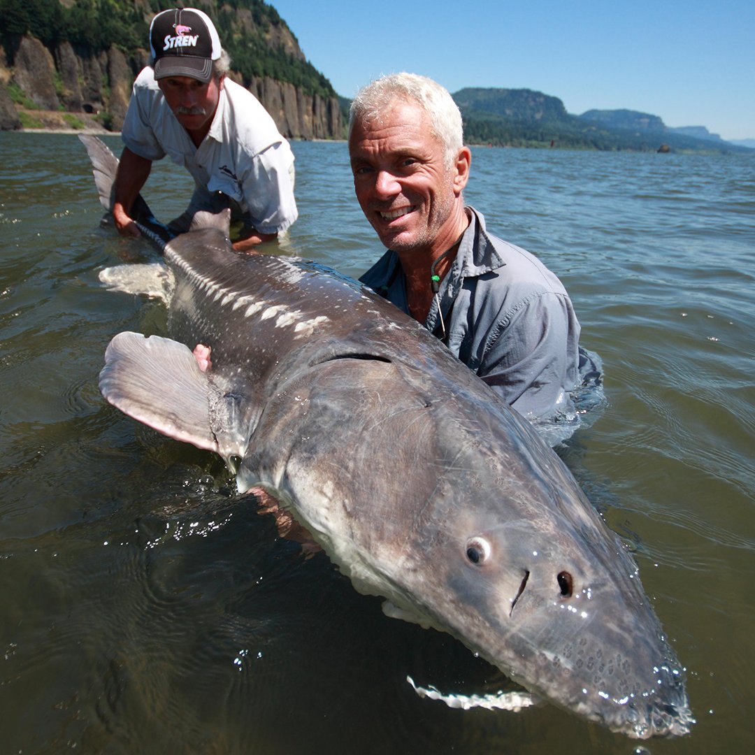 Snakehead Fish River Monsters
