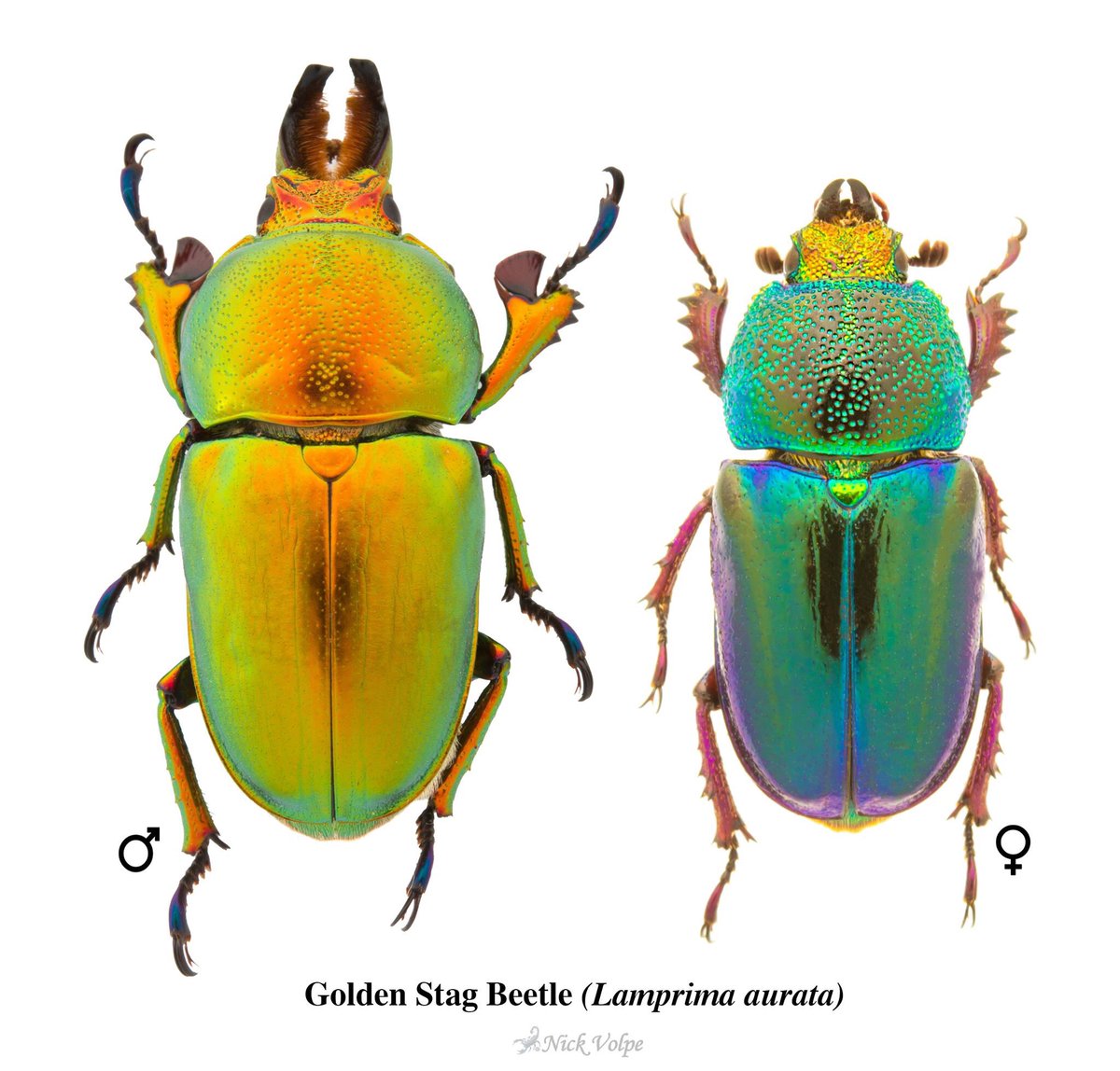 Golden Stag Beetle Natural Recyclers: As The Subtropical Summer Begins