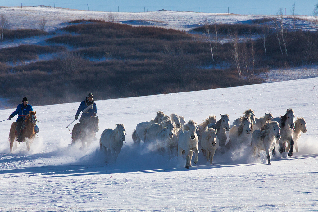 Horse taming on the snow-covered Ulan Buh grassland in northern China's ...