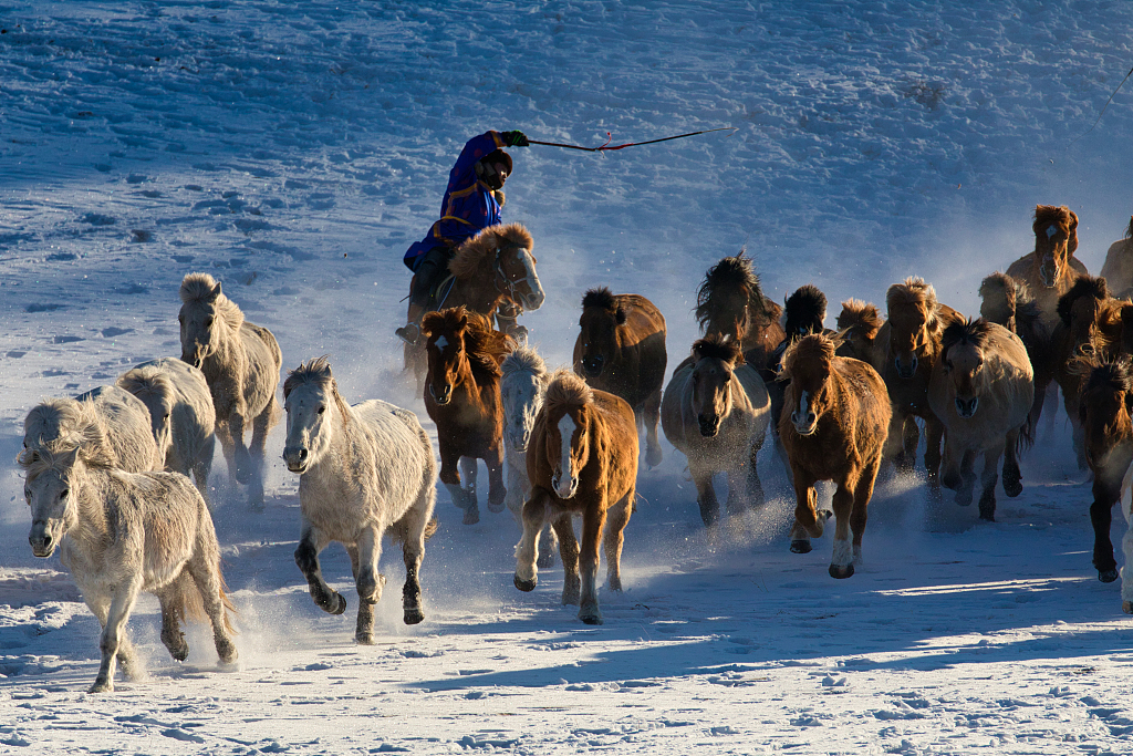 Horse taming on the snow-covered Ulan Buh grassland in northern China's ...
