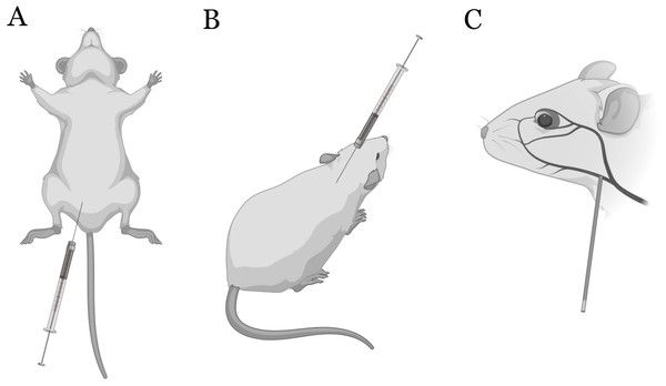 Subcutaneous Injection In Mice