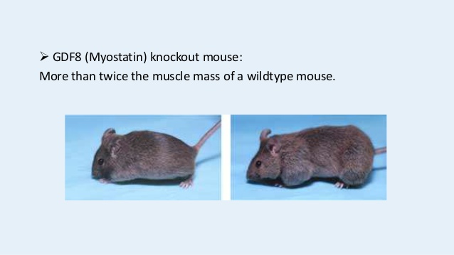 Myostatin Mouse