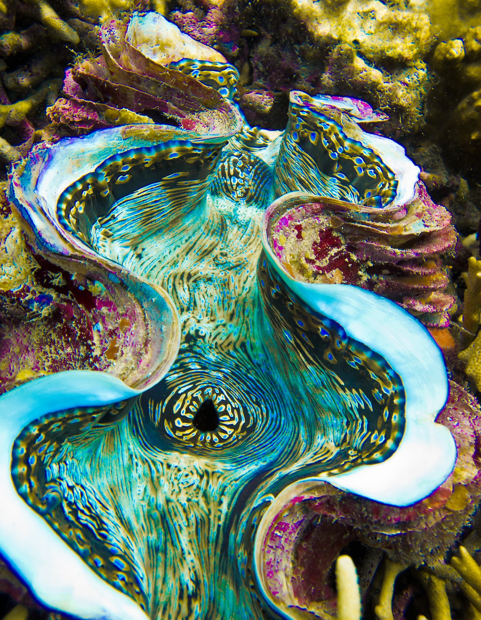 Worlds Largest Giant Clam
