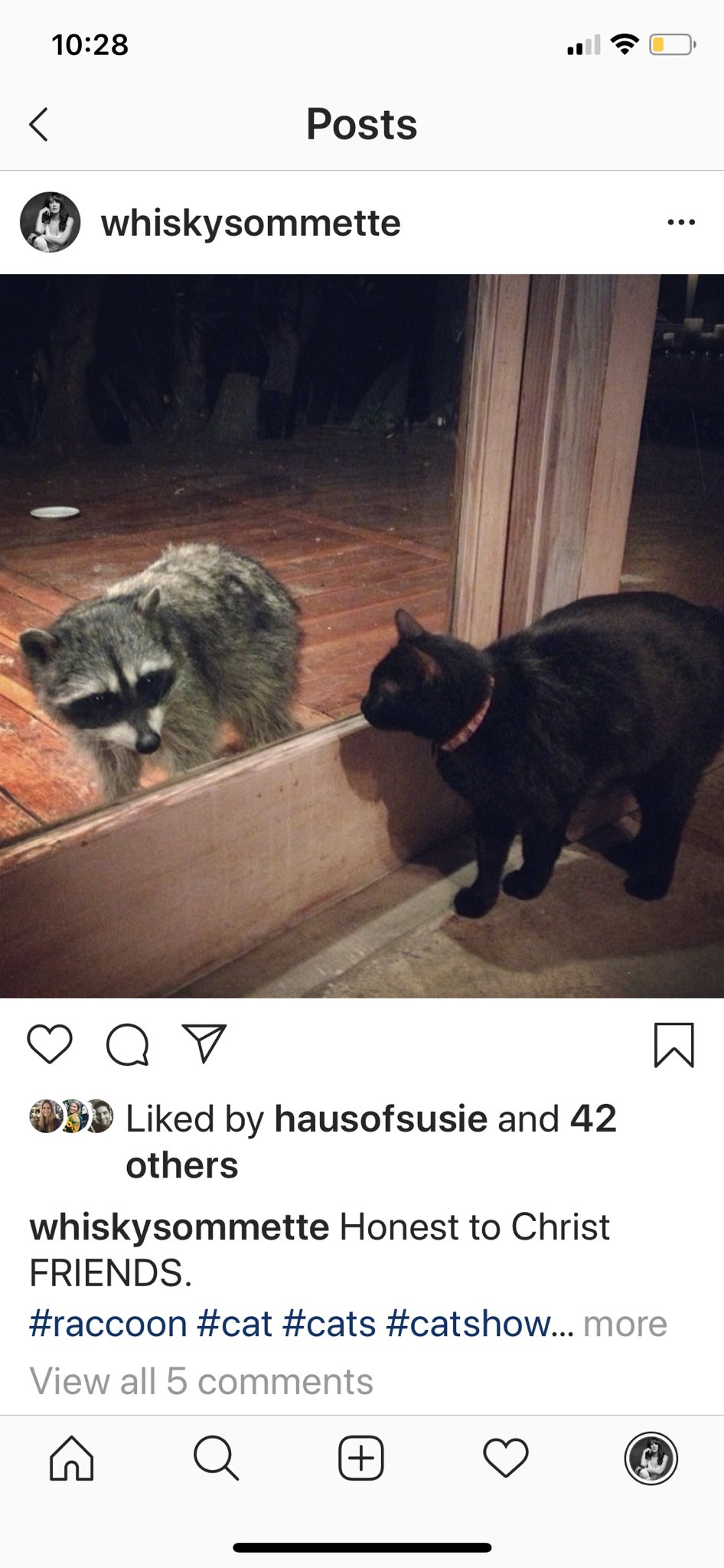Raccoon Cat Meme