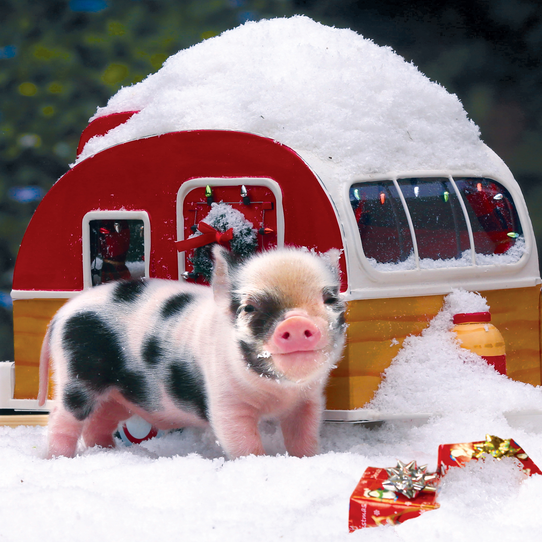 Baby Pigs In Sweaters