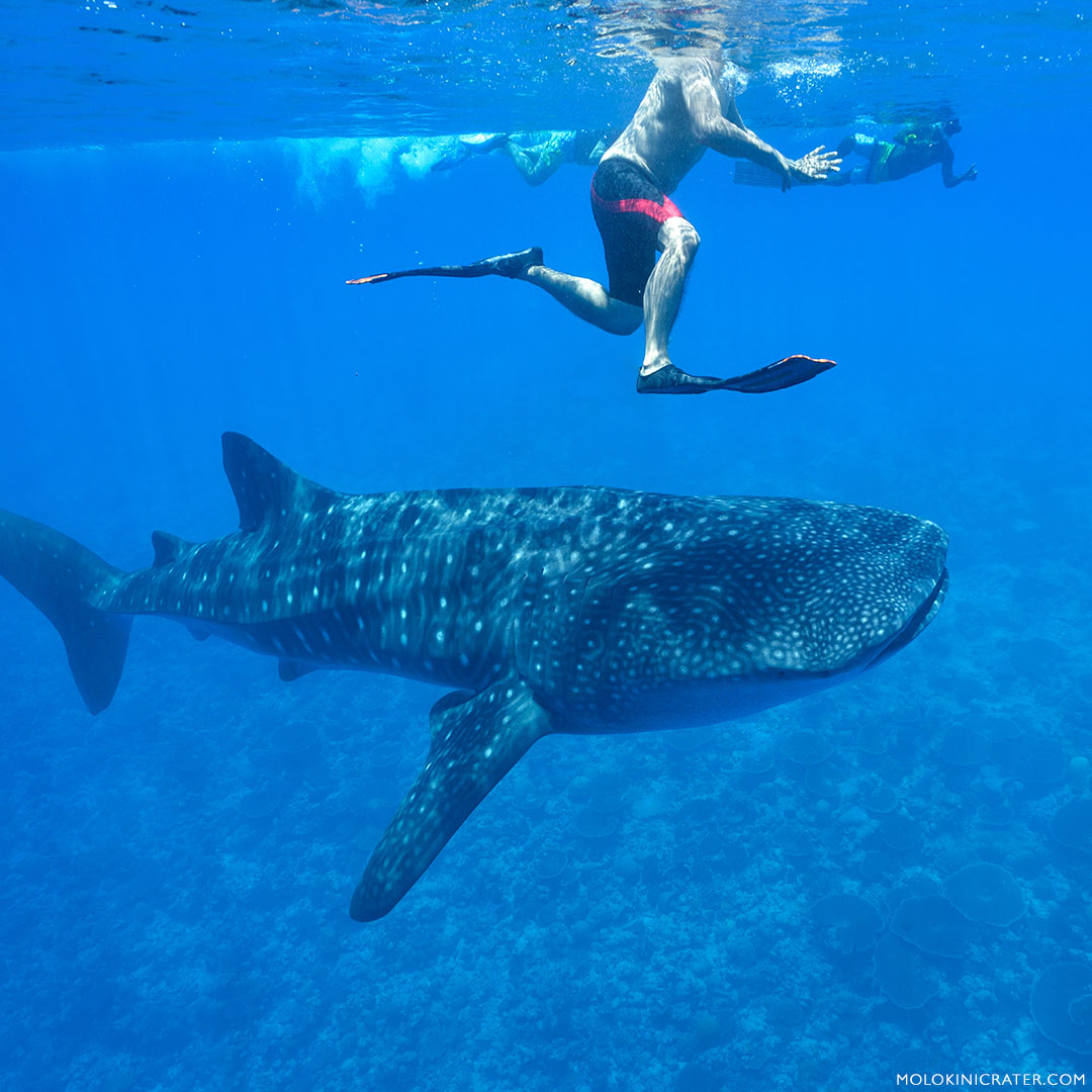 Molokini Shark Attacks
