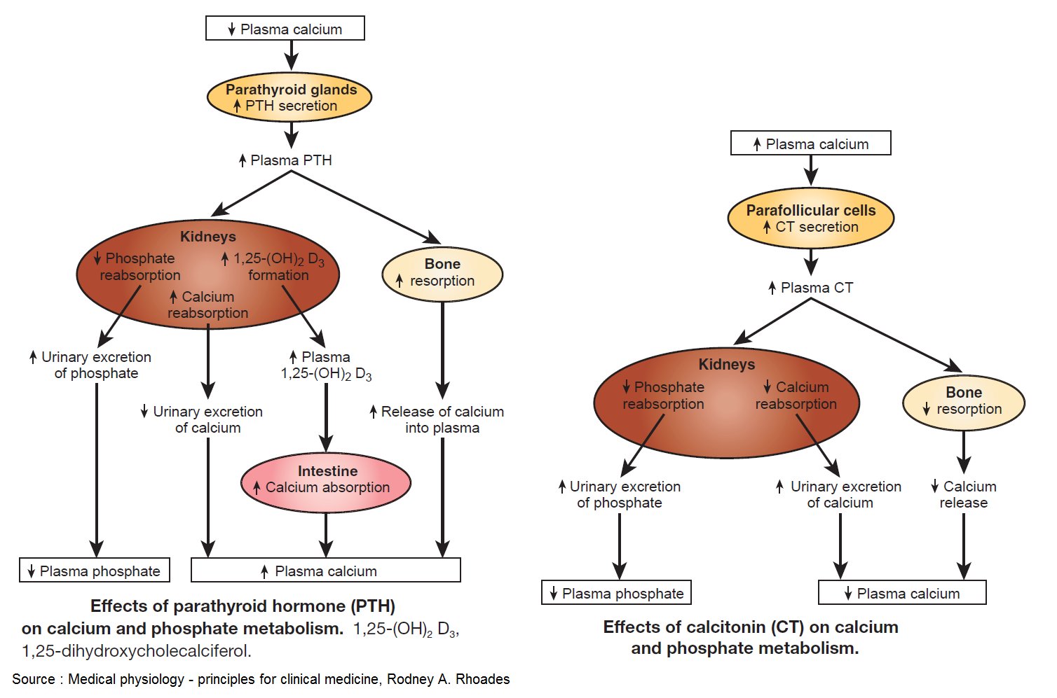 Parathyroid Hormone Phosphate
