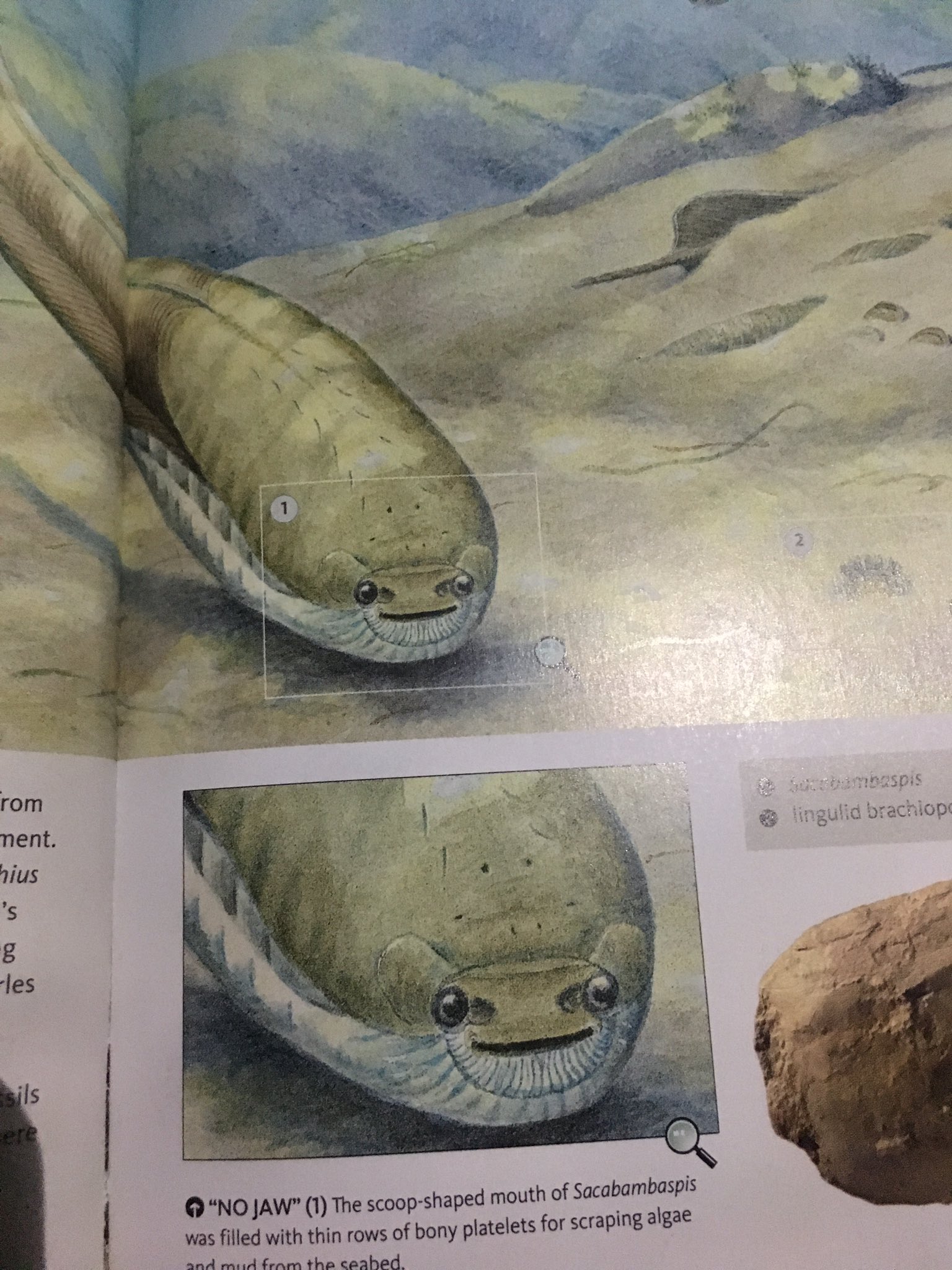 Ordovician Jawless Fish