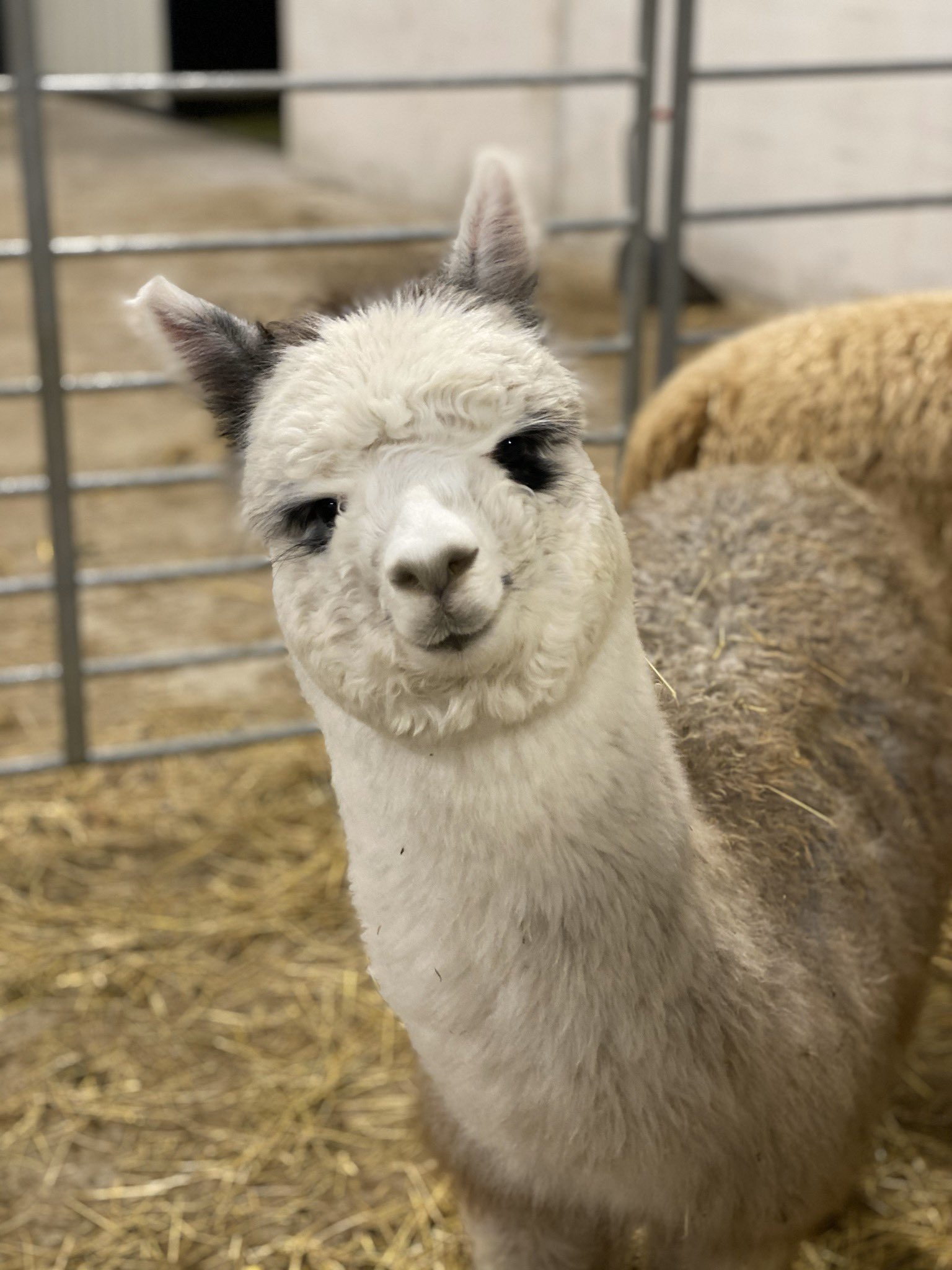 Alpaca Eyelashes