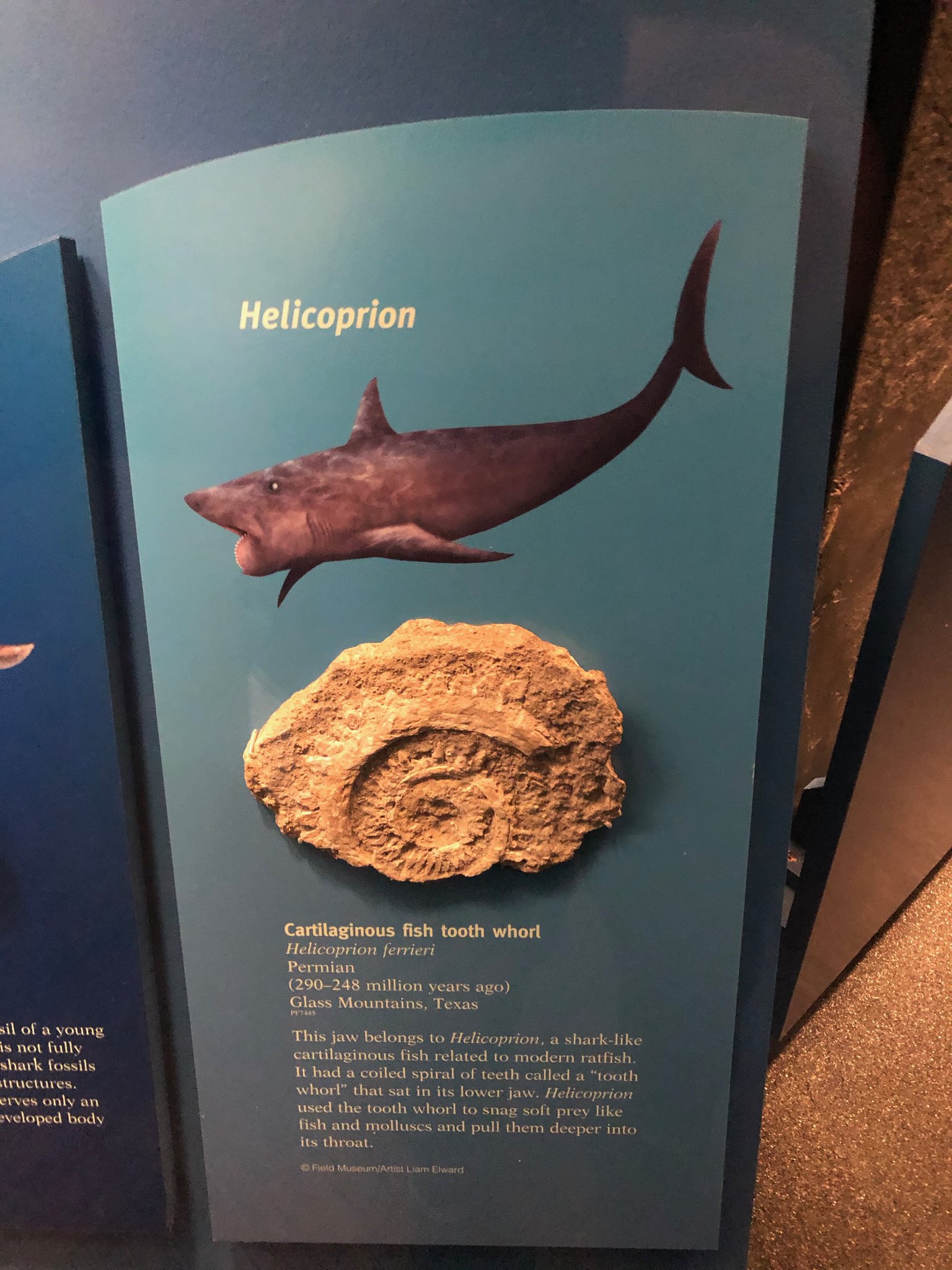 Helicoprion Fossil