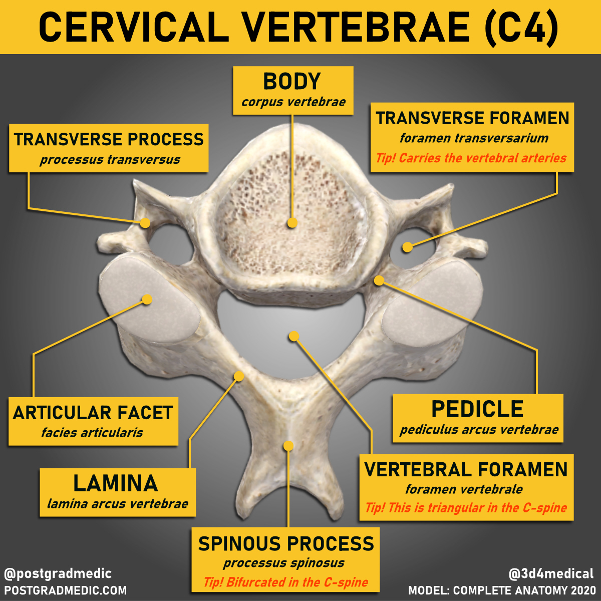 Resistere Arti Decisamente Lamina Arcus Vertebrae Megalopoli Fiducia resistere-arti-decisamente-lamina-arcus-vertebrae-megalopoli-fiducia