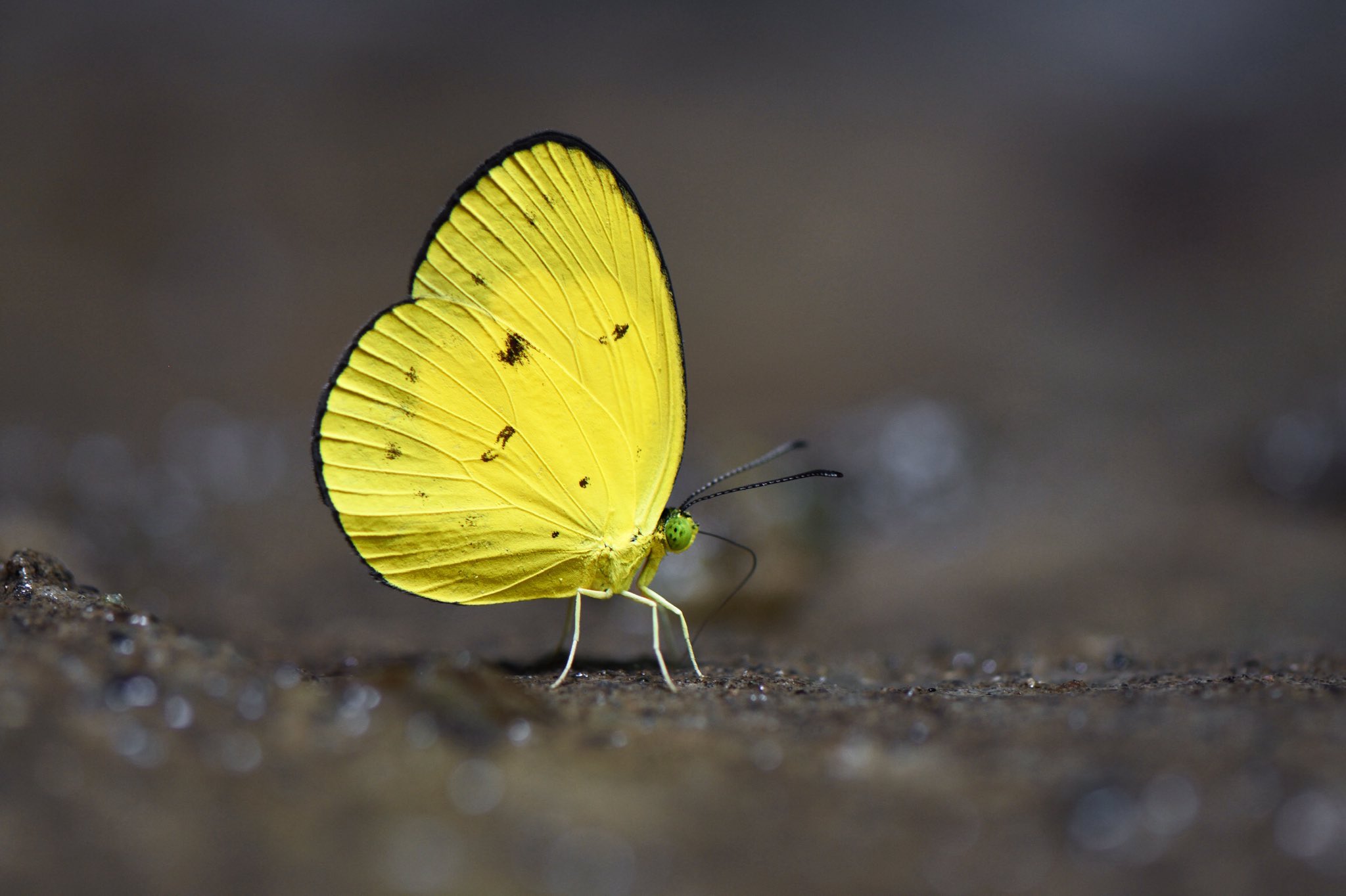 Little Yellow Butterfly