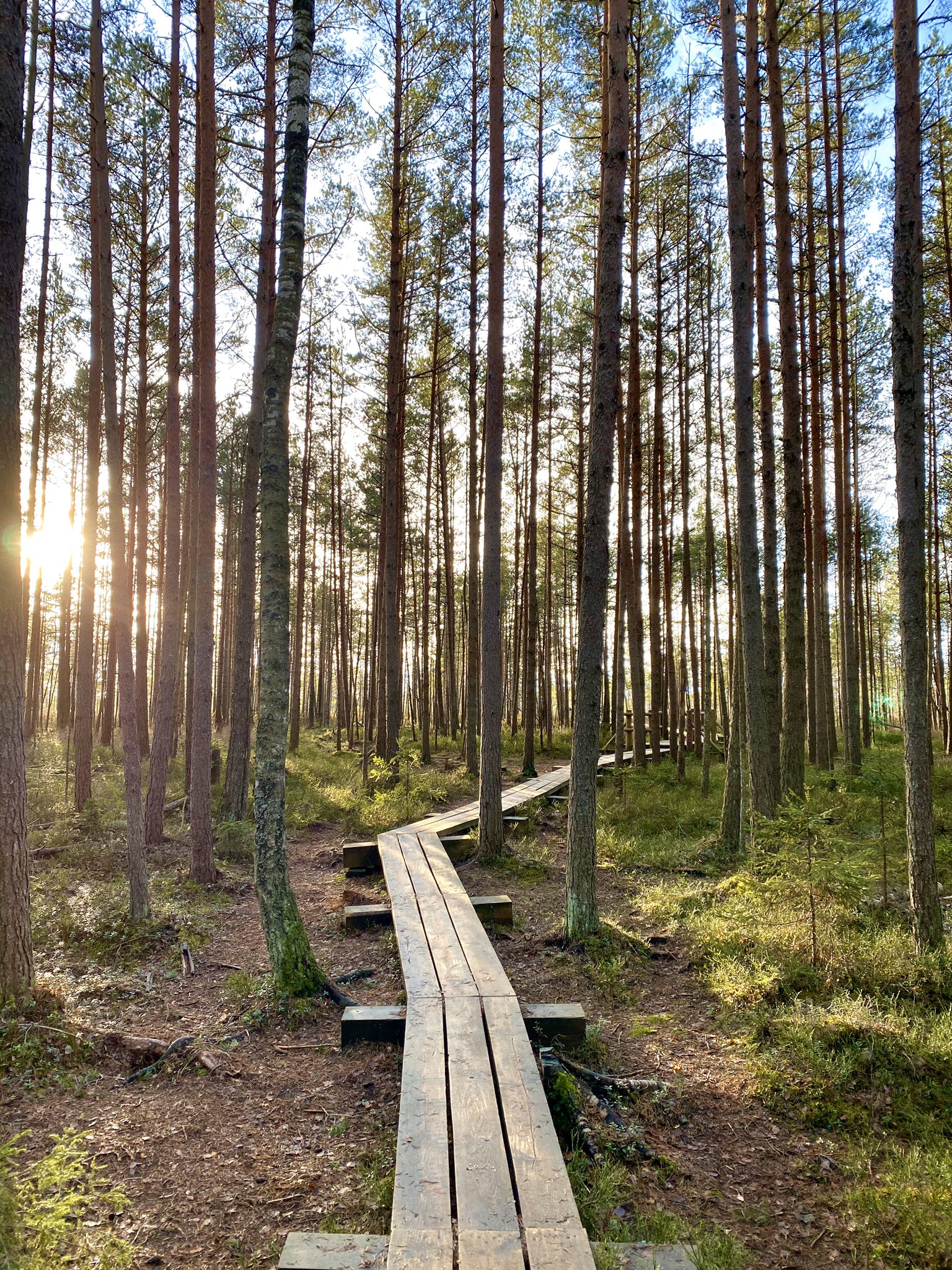 Romain Miot on Twitter: "Nous continuons ensuite par nous rendre dans la profonde forêt du parc ...