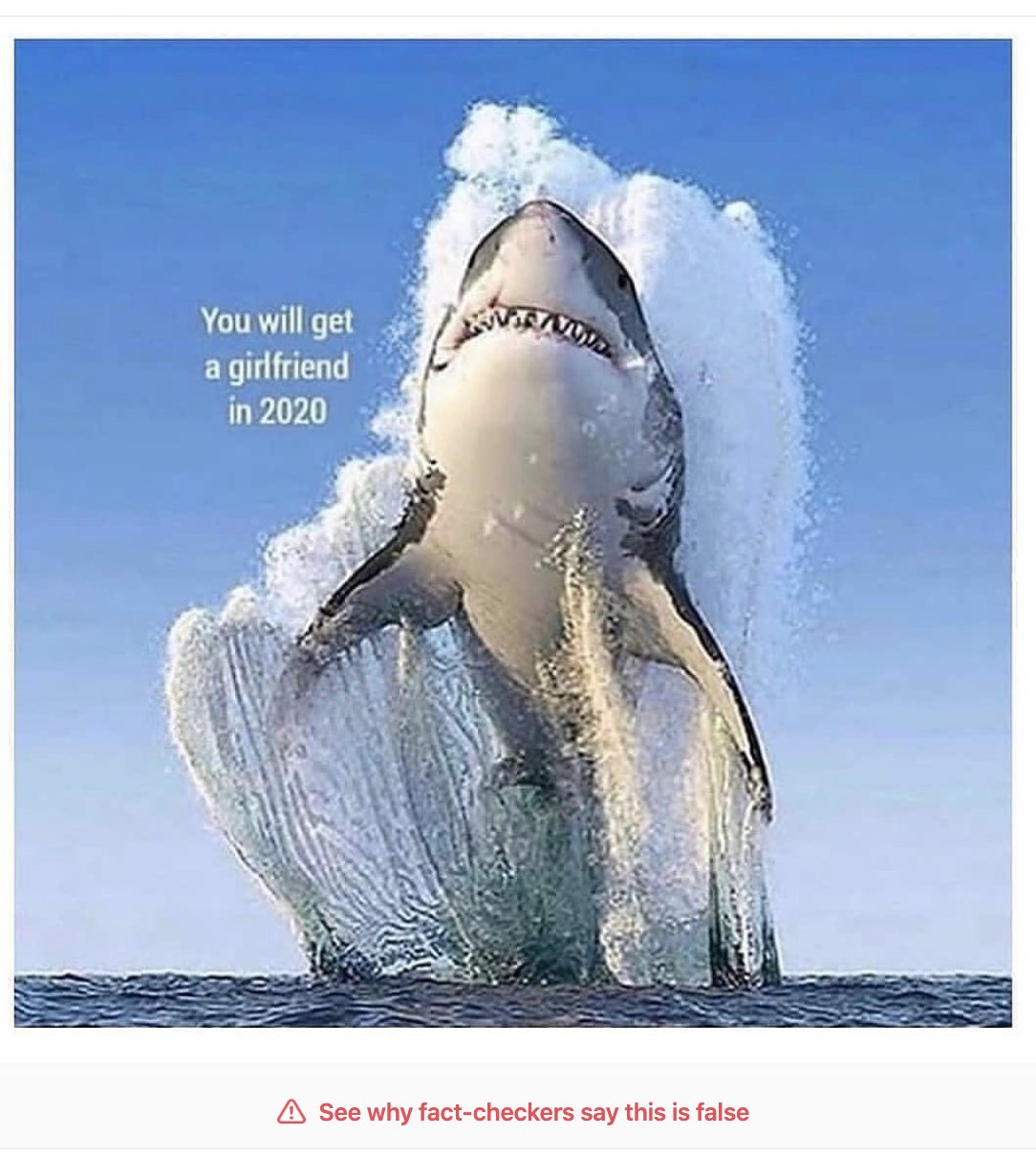 Fancy Shark Memes