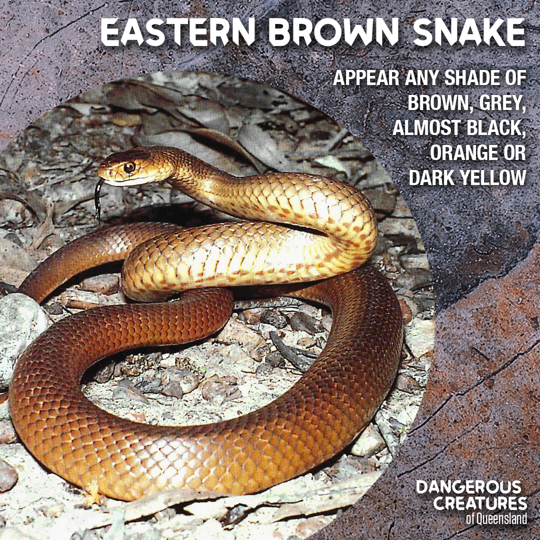 Eastern Brown Snake Bite