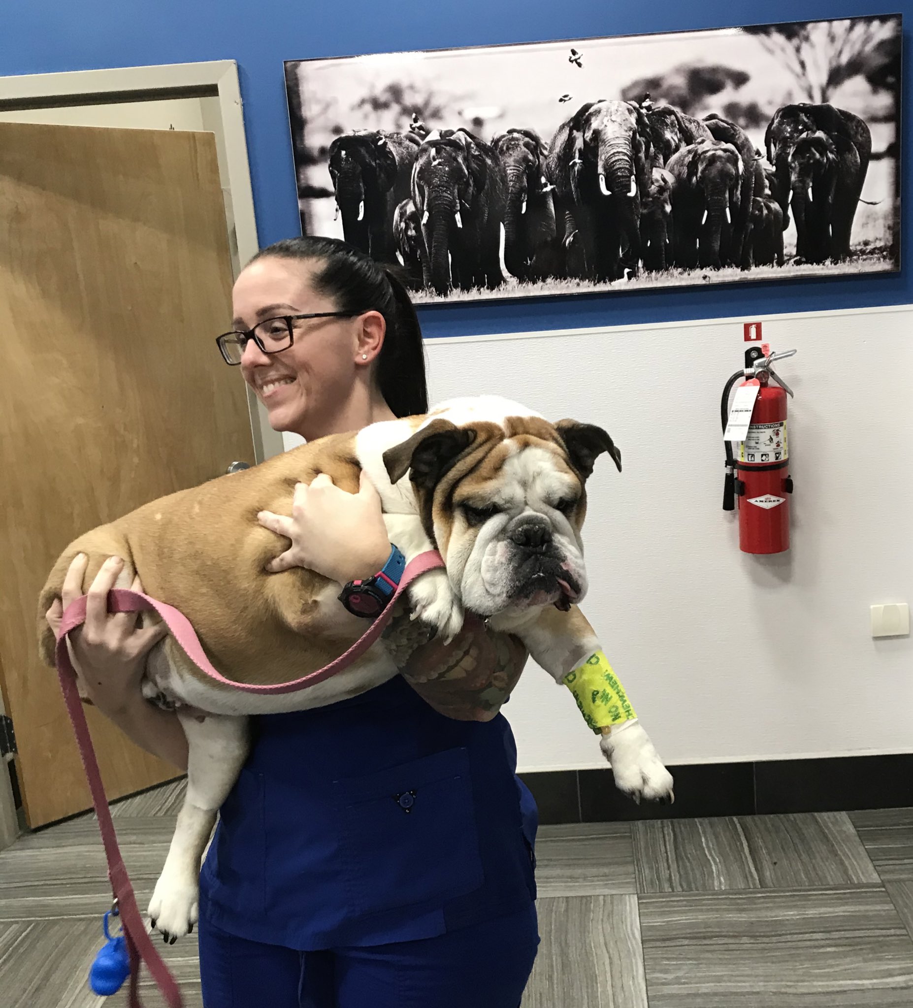 Plains Animal Hospital