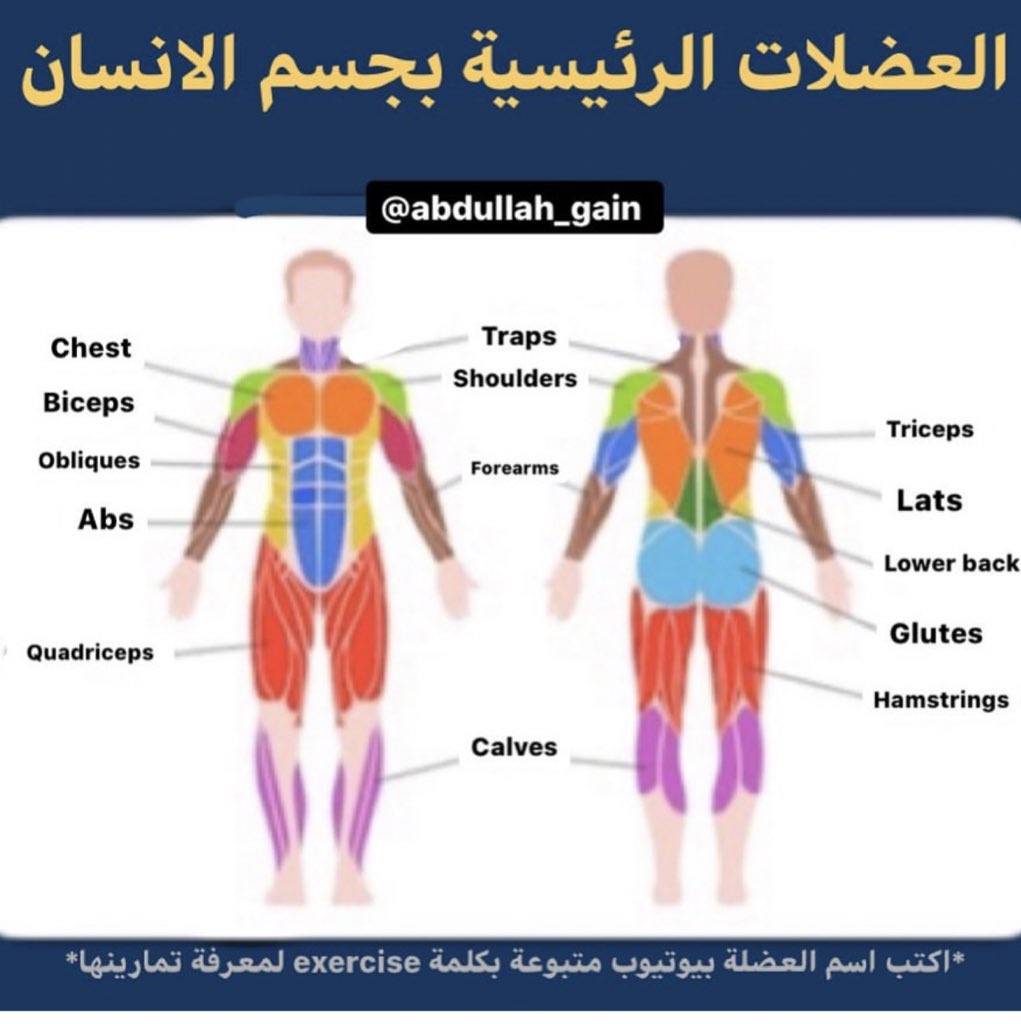 Biceps Triceps Quadriceps | atelier-yuwa.ciao.jp Biceps Triceps Quadriceps | atelier-yuwa.ciao.jp