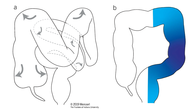 In the American Journal of Gastroenterology, was published a paper of ...